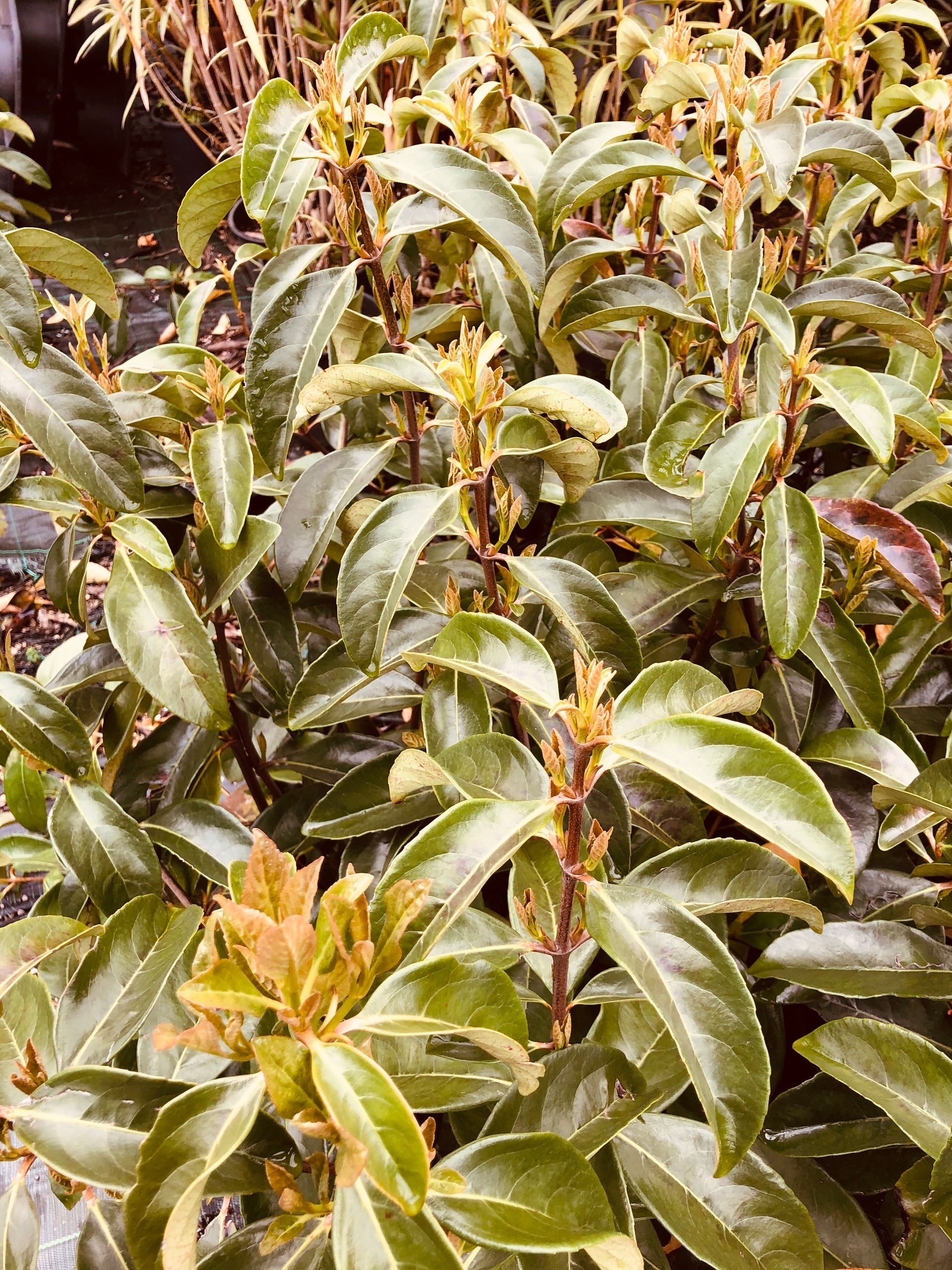 Vivaio| Riva del Garda | Artegiardino Vivaio Magnolia