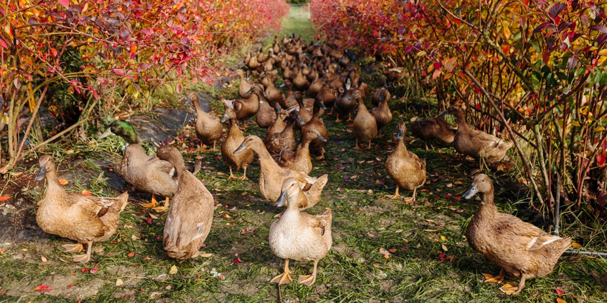 Finnriver Farm & Cidery: Farm