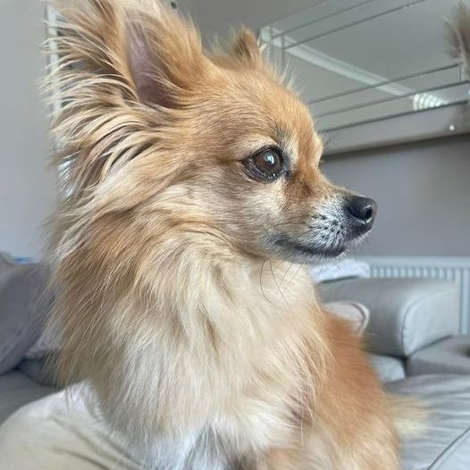 Become a Home Boarder with Good Dog Walking