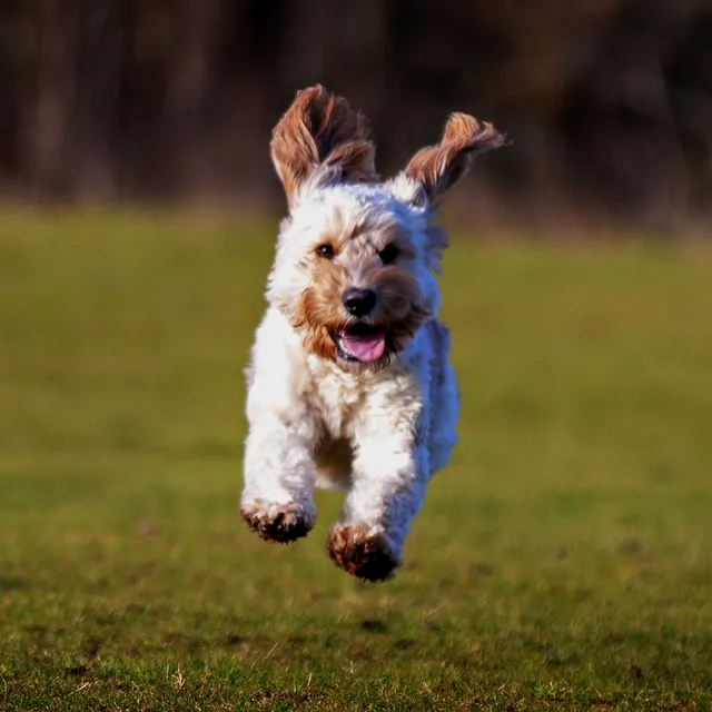 Good Dog Walking Services across South Northumberland