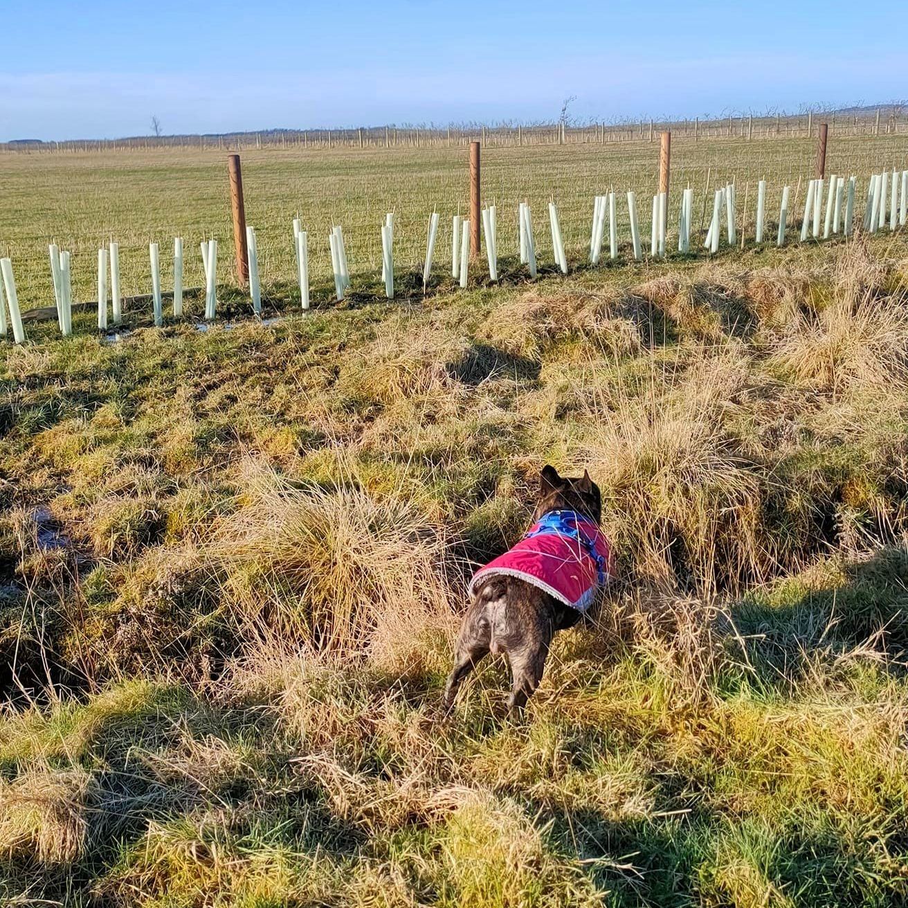 Good Dog Walking - Amble in Northumberland