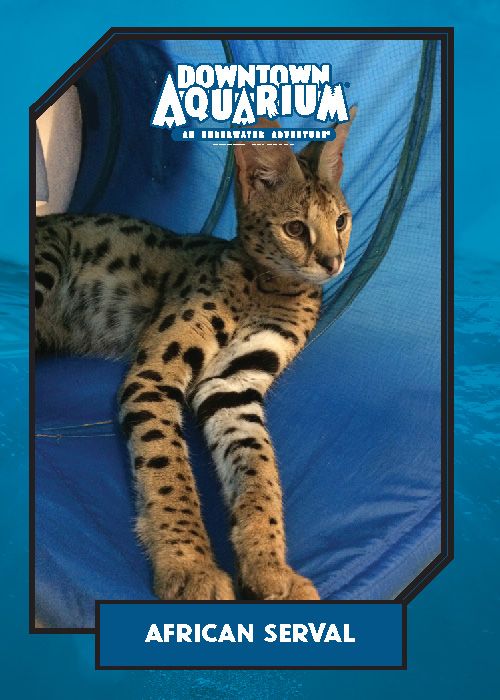 Animal Trading Cards | Downtown Aquarium, Houston, TX