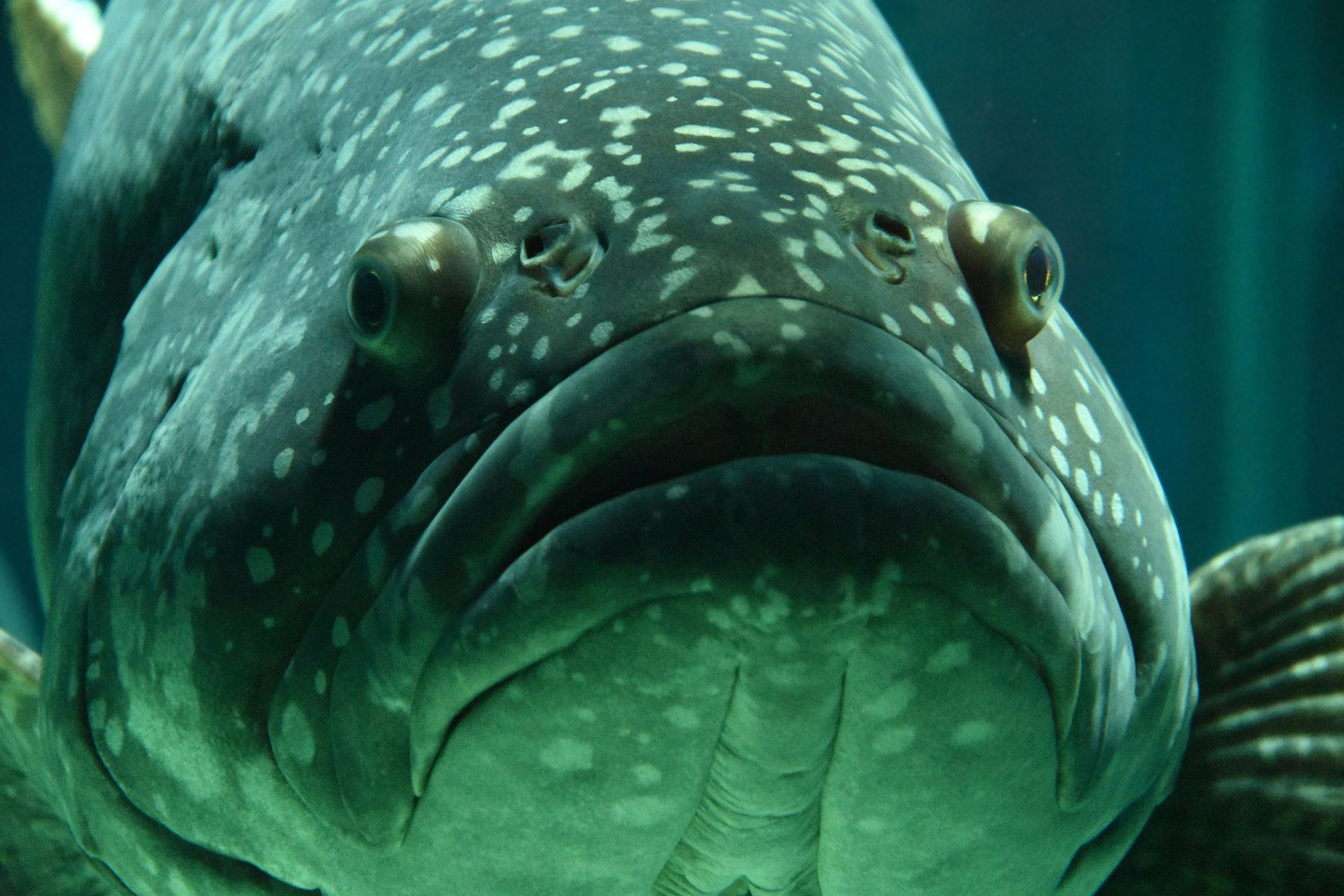 Aquarium Adventure Exhibit | Downtown Aquarium