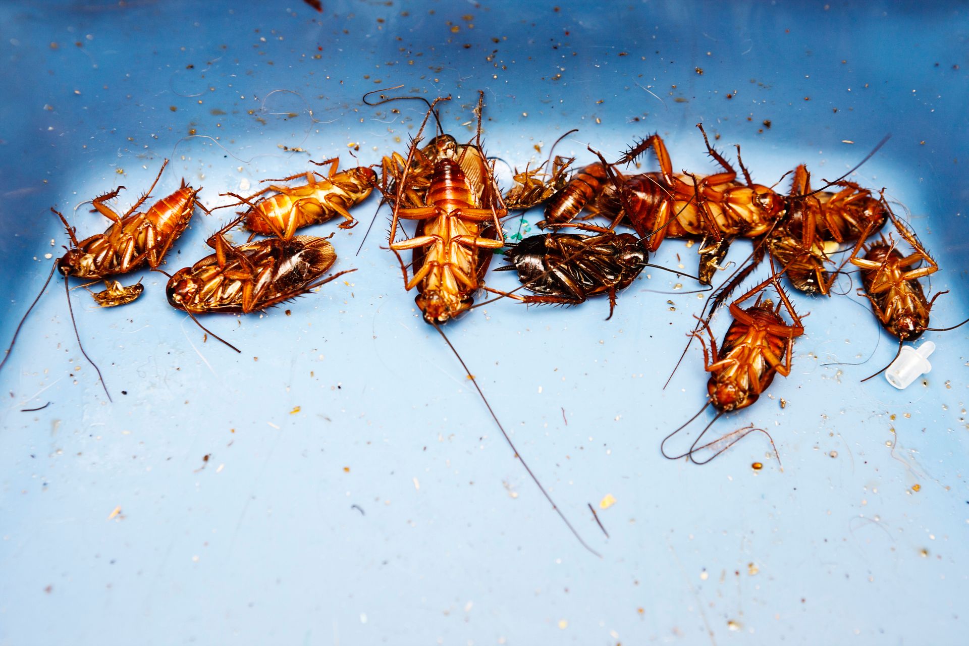 Roach Pest Control – Chesapeake, VA – Forrest Exterminating