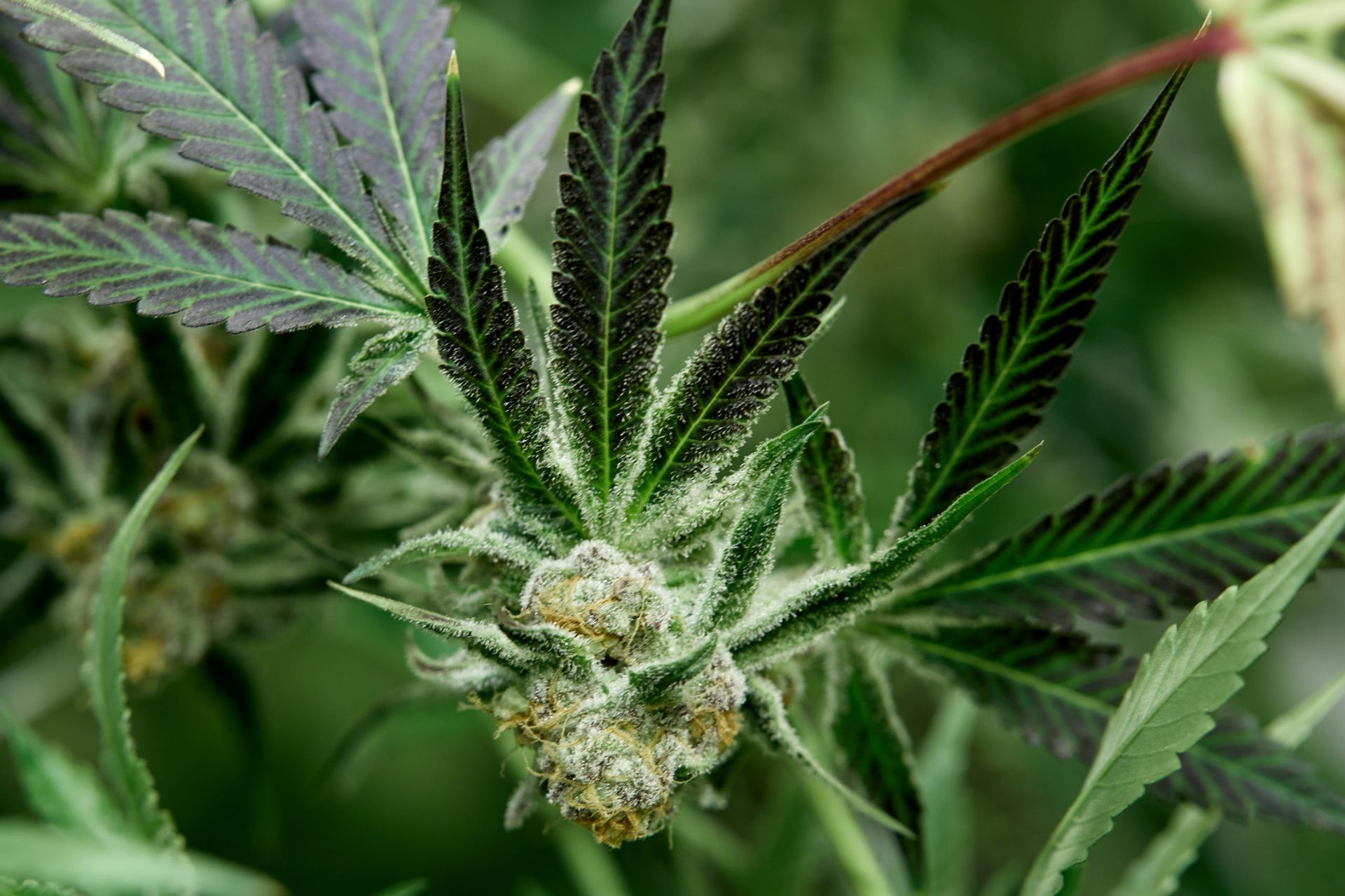 Larf Cannabis: Understanding the Hidden Gem of the Cannabis World