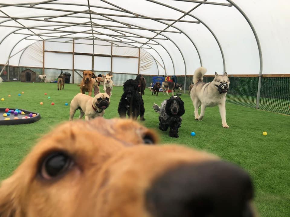 Doggy Day Care |Puppy Day Care|Barehams Daycare |Orsett