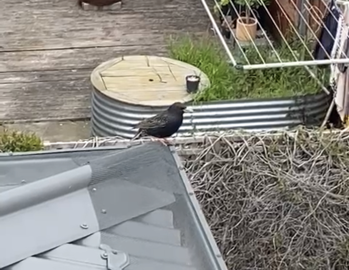 Gutter Guard & Bird Proofing | Hobart & Launceston