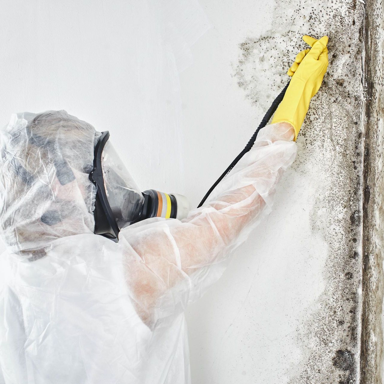 Residential Mold Remediation and Inspection by Steamatic