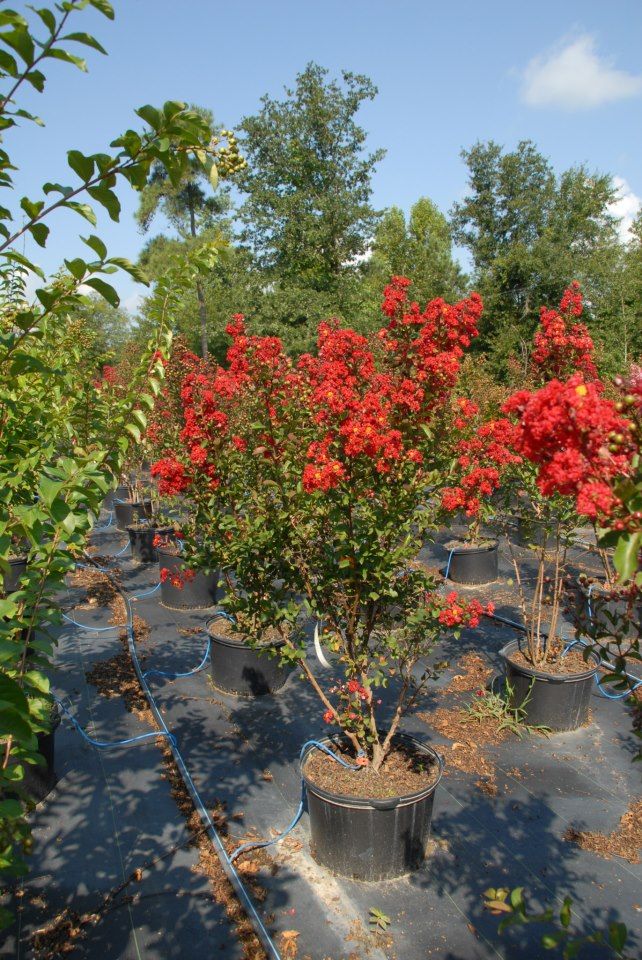 Gallery | Bethune, Kershaw, Lancaster, SC