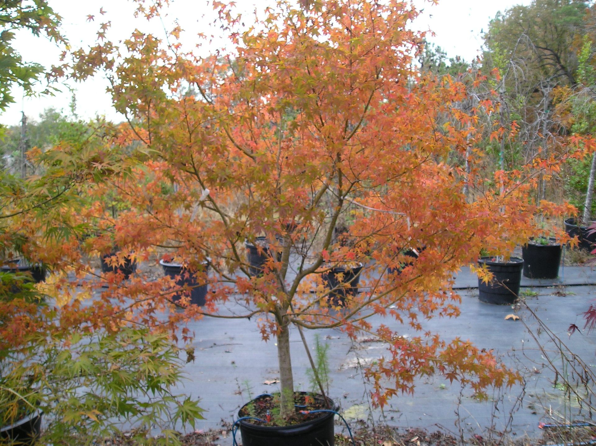 Gallery | Bethune, Kershaw, Lancaster, SC