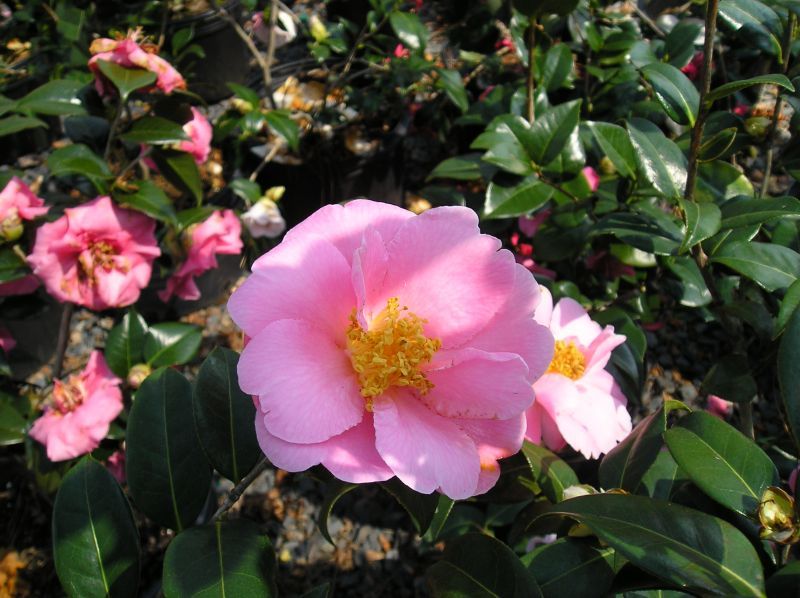 Gallery | Bethune, Kershaw, Lancaster, SC