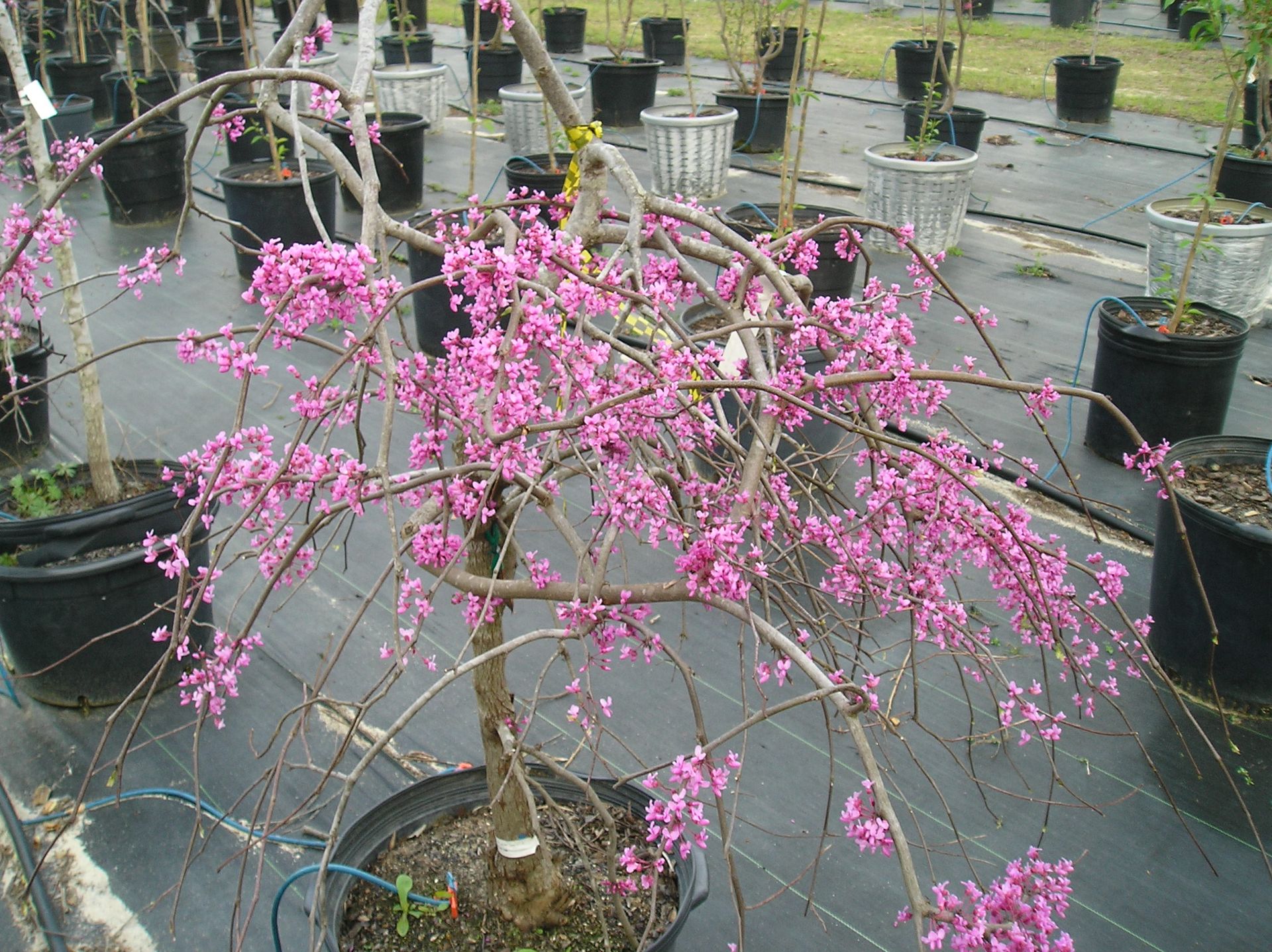 Gallery | Bethune, Kershaw, Lancaster, SC