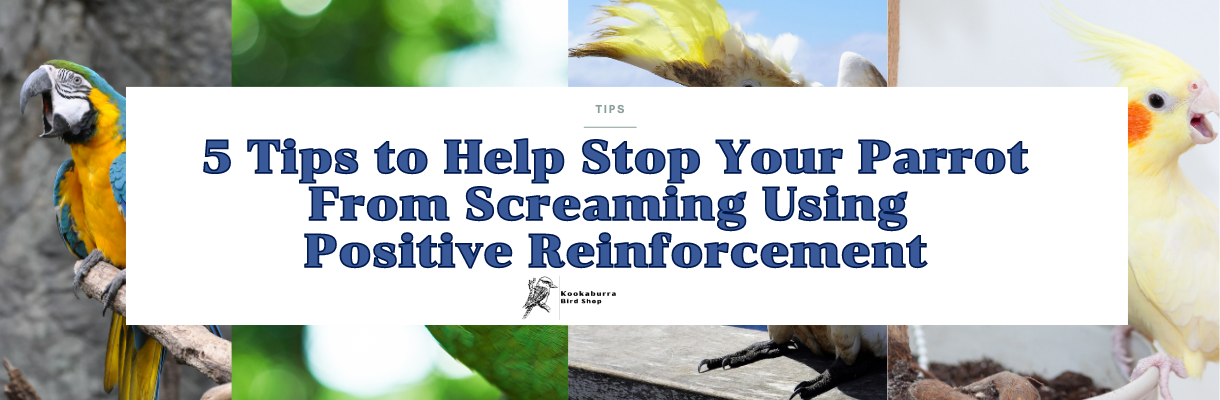 5 Tips to Help Stop Your Parrot From Screaming