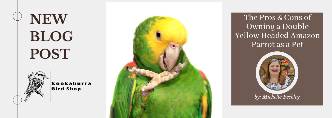 The Pros & Cons of Owning a Double Yellow Headed Amazon Parrot