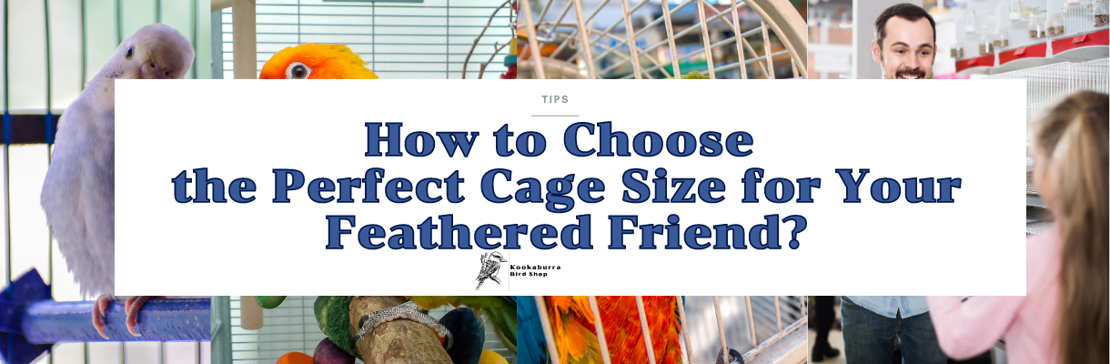 How to Choose the Perfect Cage Size for Your Feathered Friend?