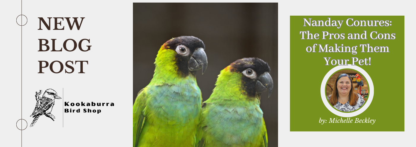 Nanday Conures: The Pros and Cons of Making Them Your Pet!