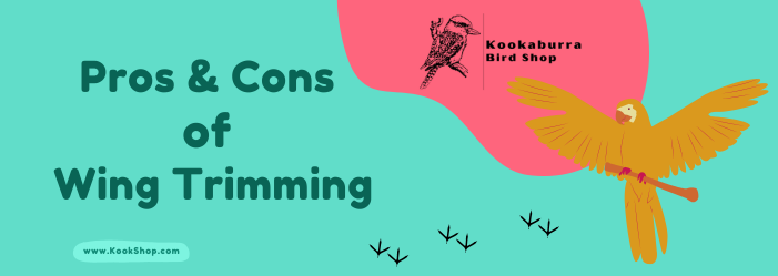 To Trim or Not to Trim Wings: - Wing Trimming for Pet Birds