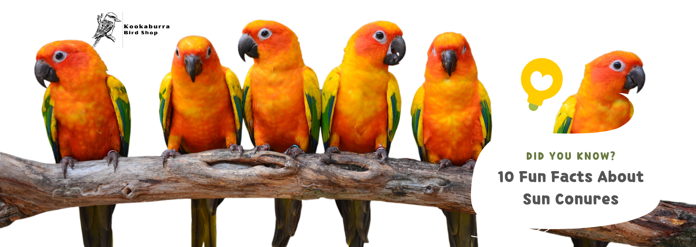 10 Fun Facts About Sun Conures the You Should Know
