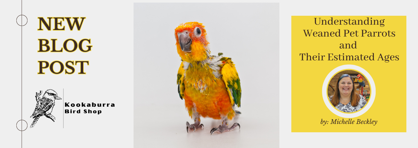 Understanding Weaned Pet Parrots and Their Estimated Ages!