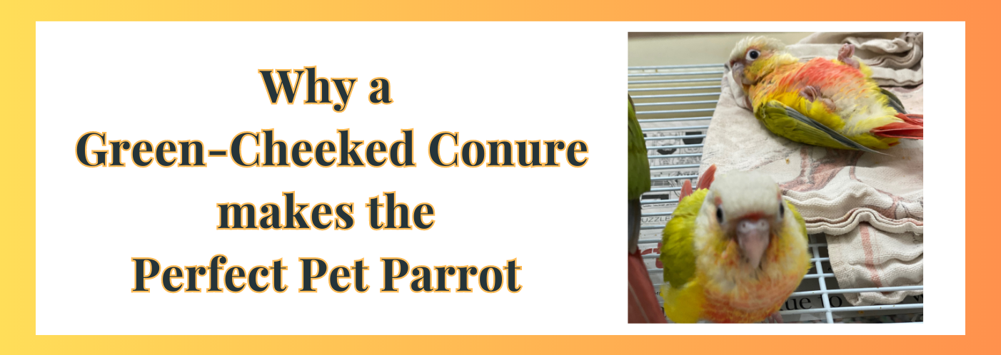 Why a Green-Cheeked Conure Makes the Perfect Pet Parrot