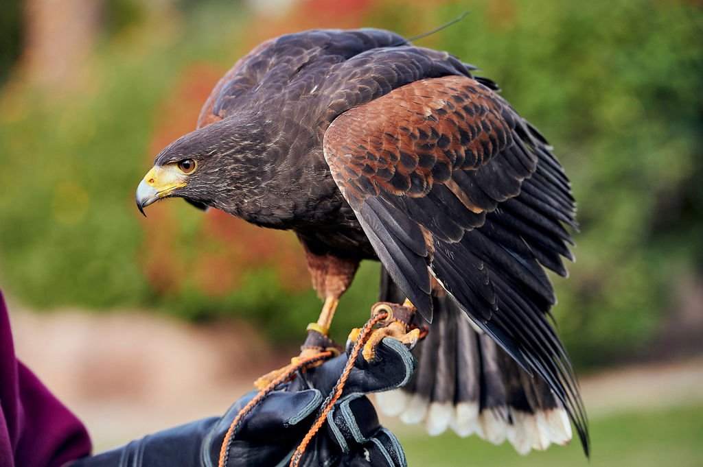 Home [desertkingsfalconry.com]