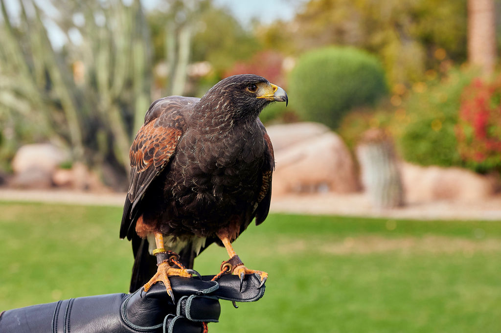 Home [desertkingsfalconry.com]