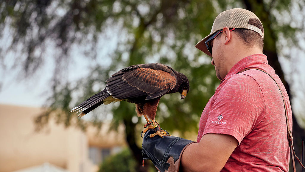 Home [desertkingsfalconry.com]