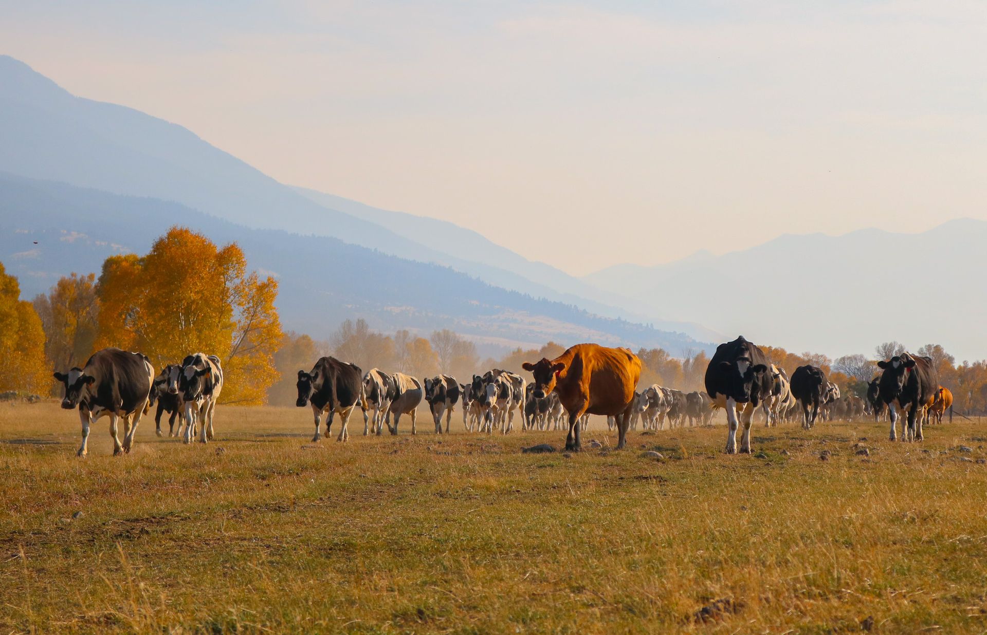 Duplex Cabins in Livingston, MT - Mitchell's Milehigh Ranch
