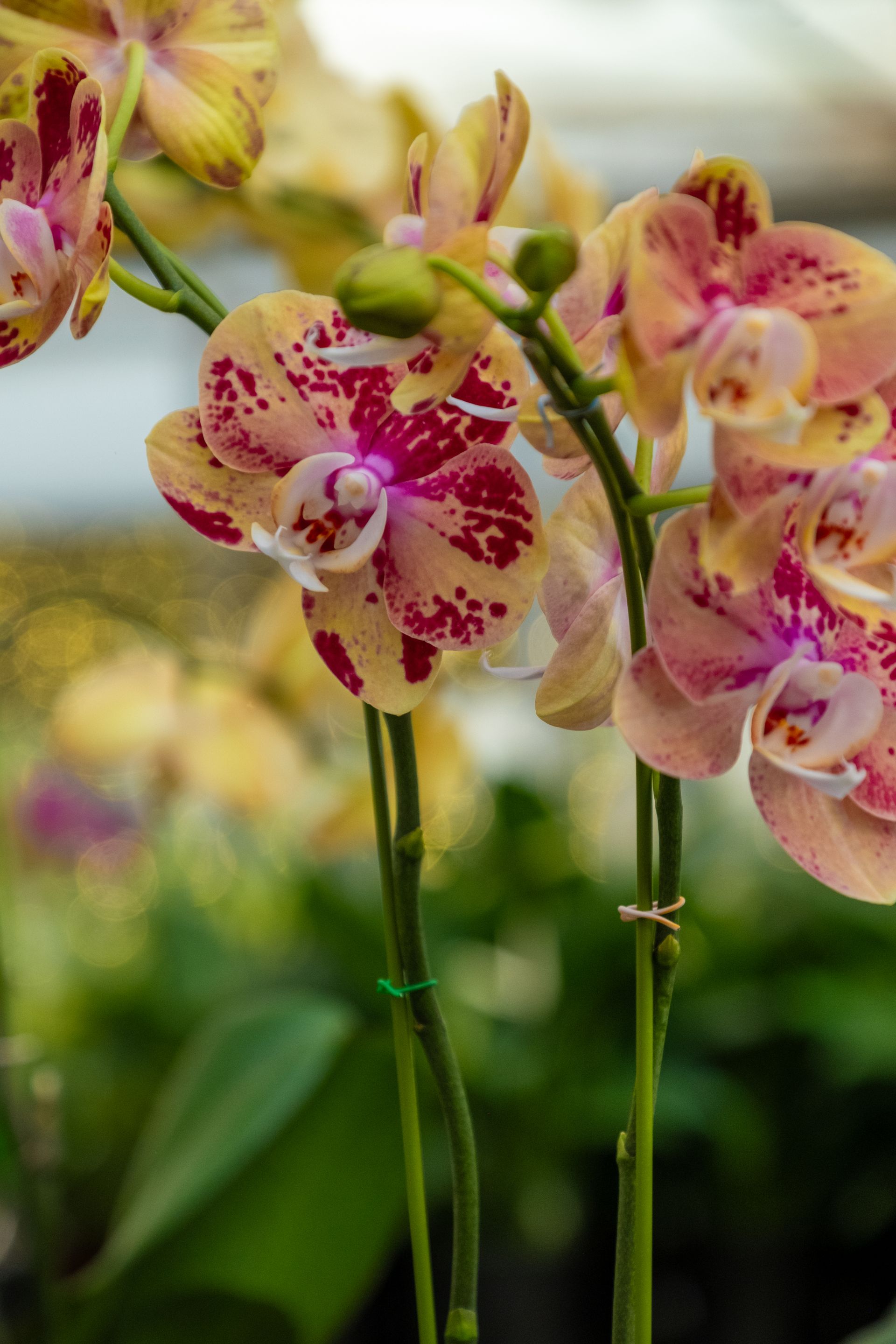 Multiflora | High-quality pot plants.