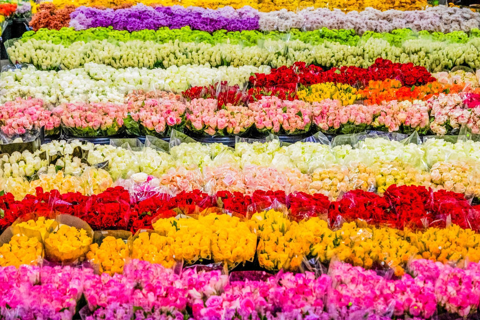 Beautiful Flowers | Flower Zone | Multiflora Mall