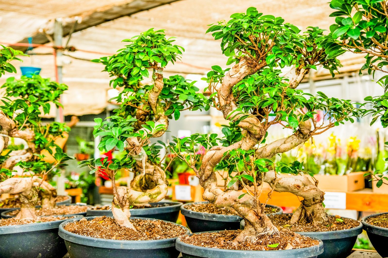 Buy Beautiful Pot Plants Online Multiflora South Africa