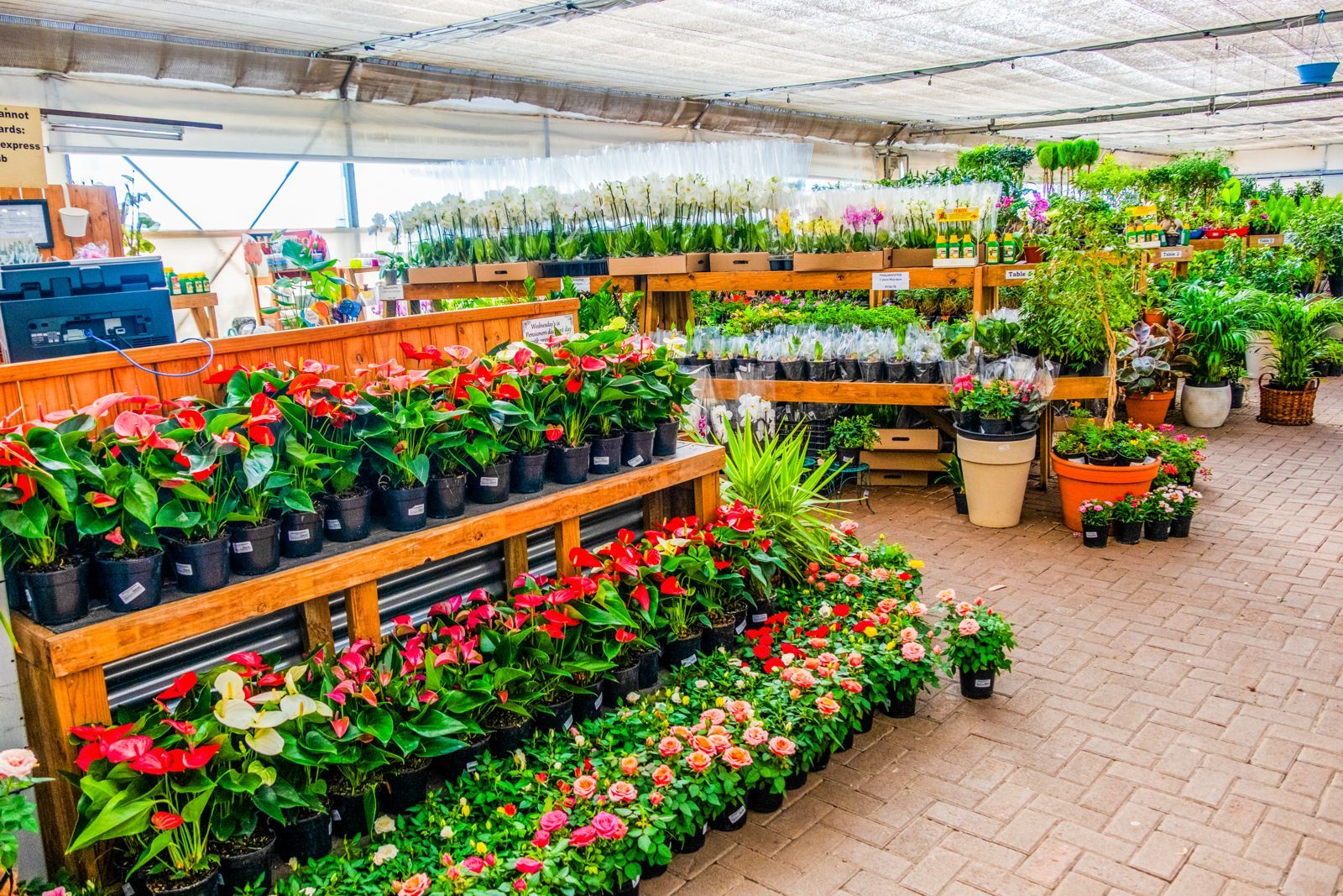 Buy Beautiful Pot Plants Online Multiflora South Africa