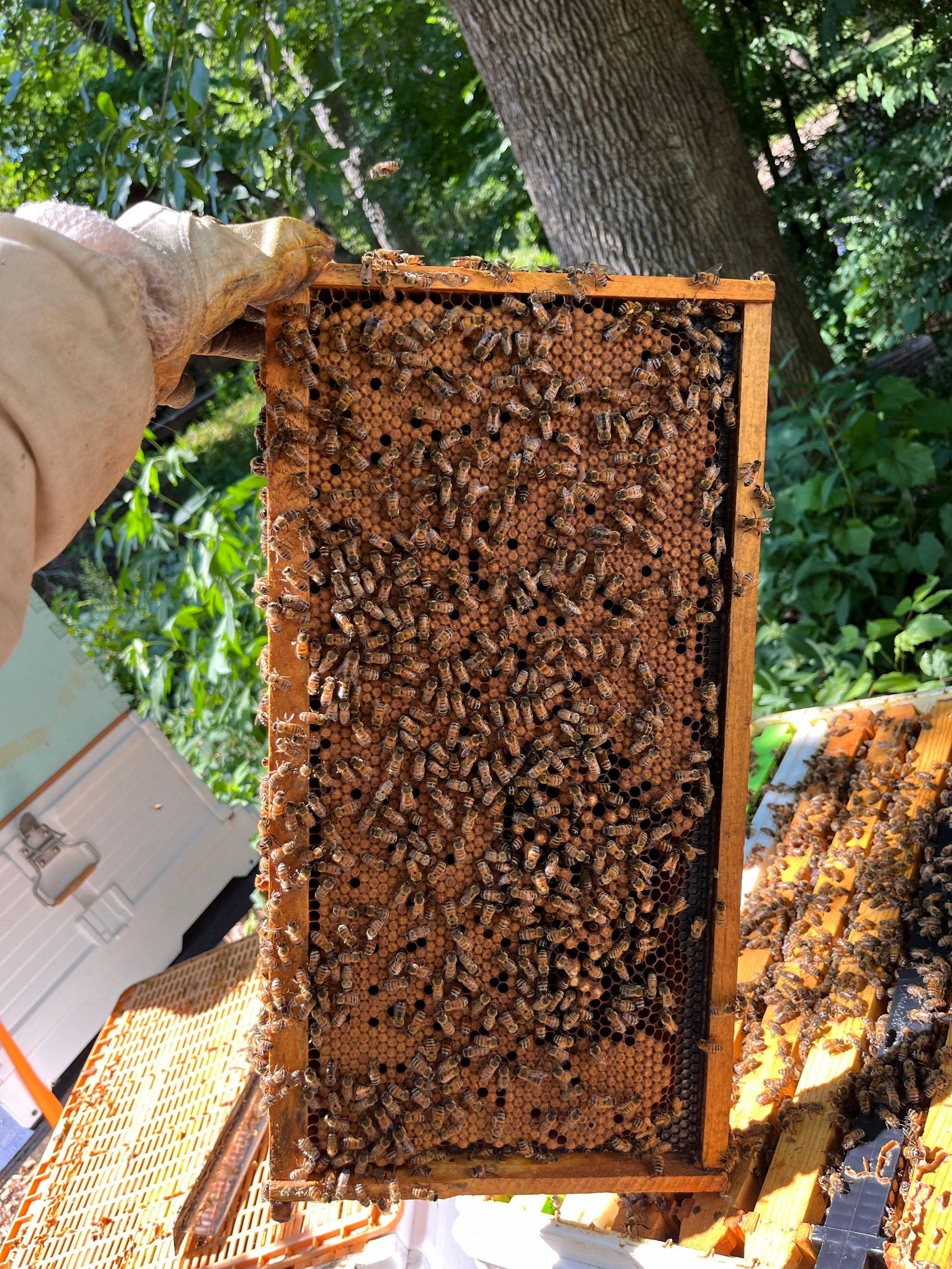 A Peep At The Coops | Moss Haven Farm