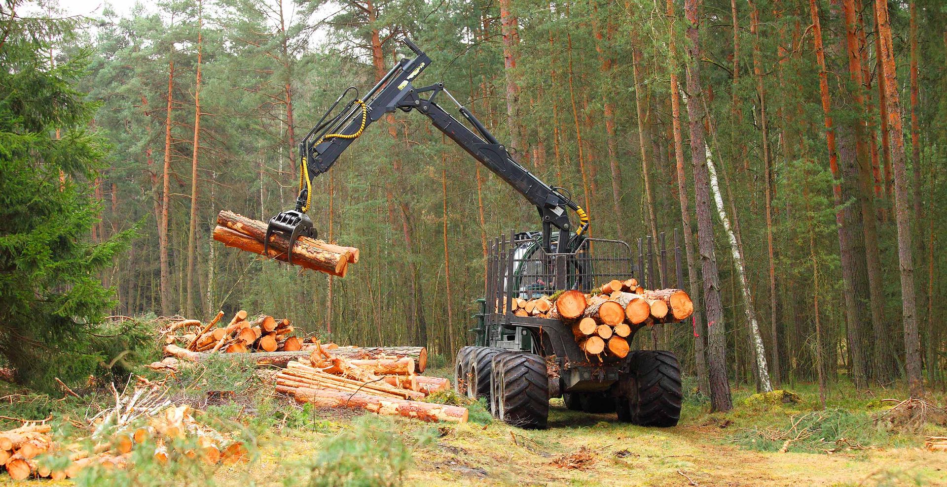 Timber Logging & Construction | Tonasket, WA | Will Logging
