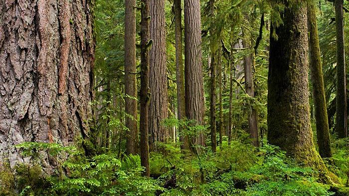 Biden Administration begins process to protect and restore old growth ...