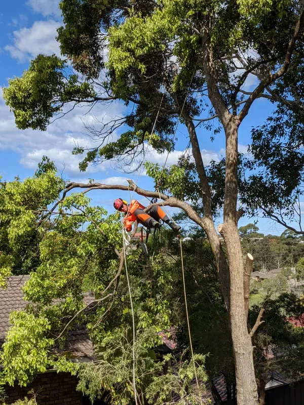 Bennett’s Tree Service | Arborist in Newcastle