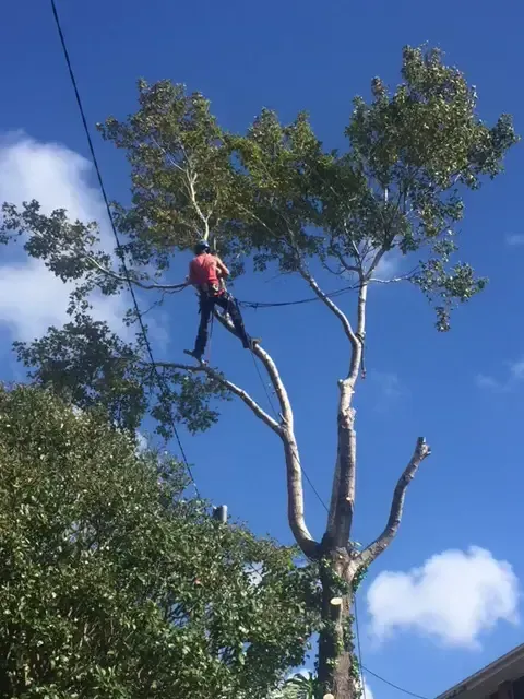 Bennett’s Tree Service | Arborist in Newcastle