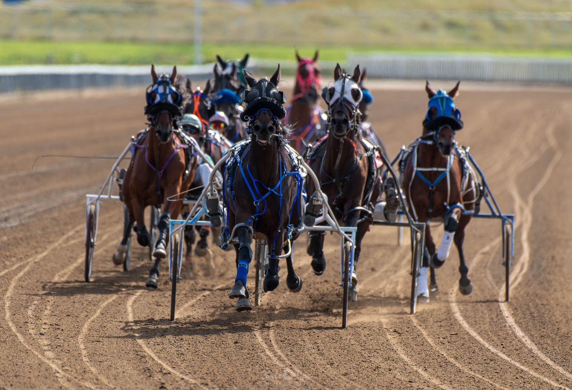 HORSE RACING ALBERTA