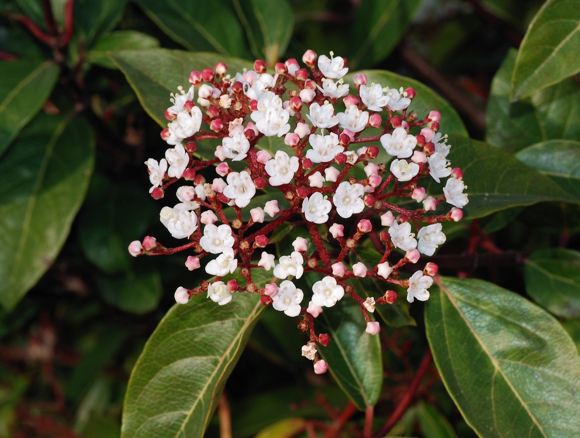 Plant of the Week: Viburnum