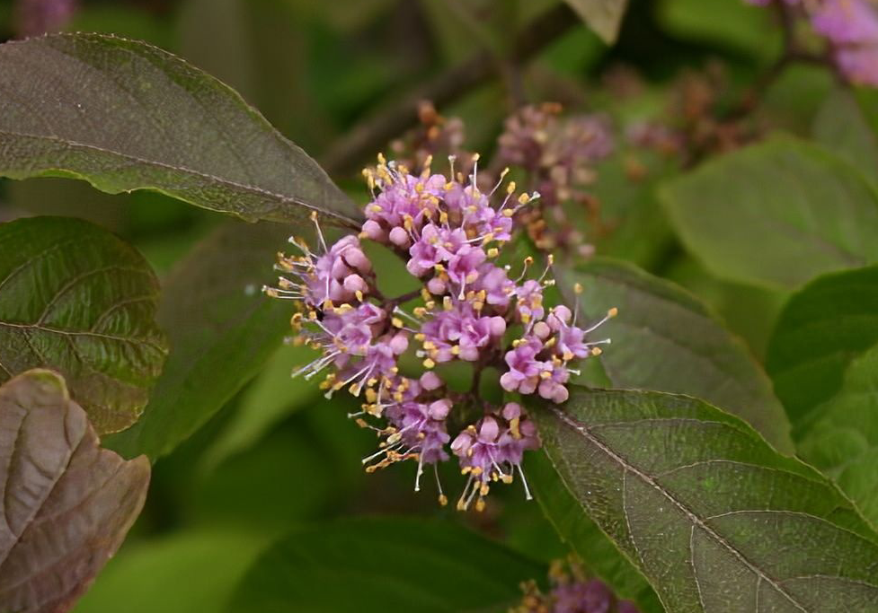 Plant of the Week: Callicarpa