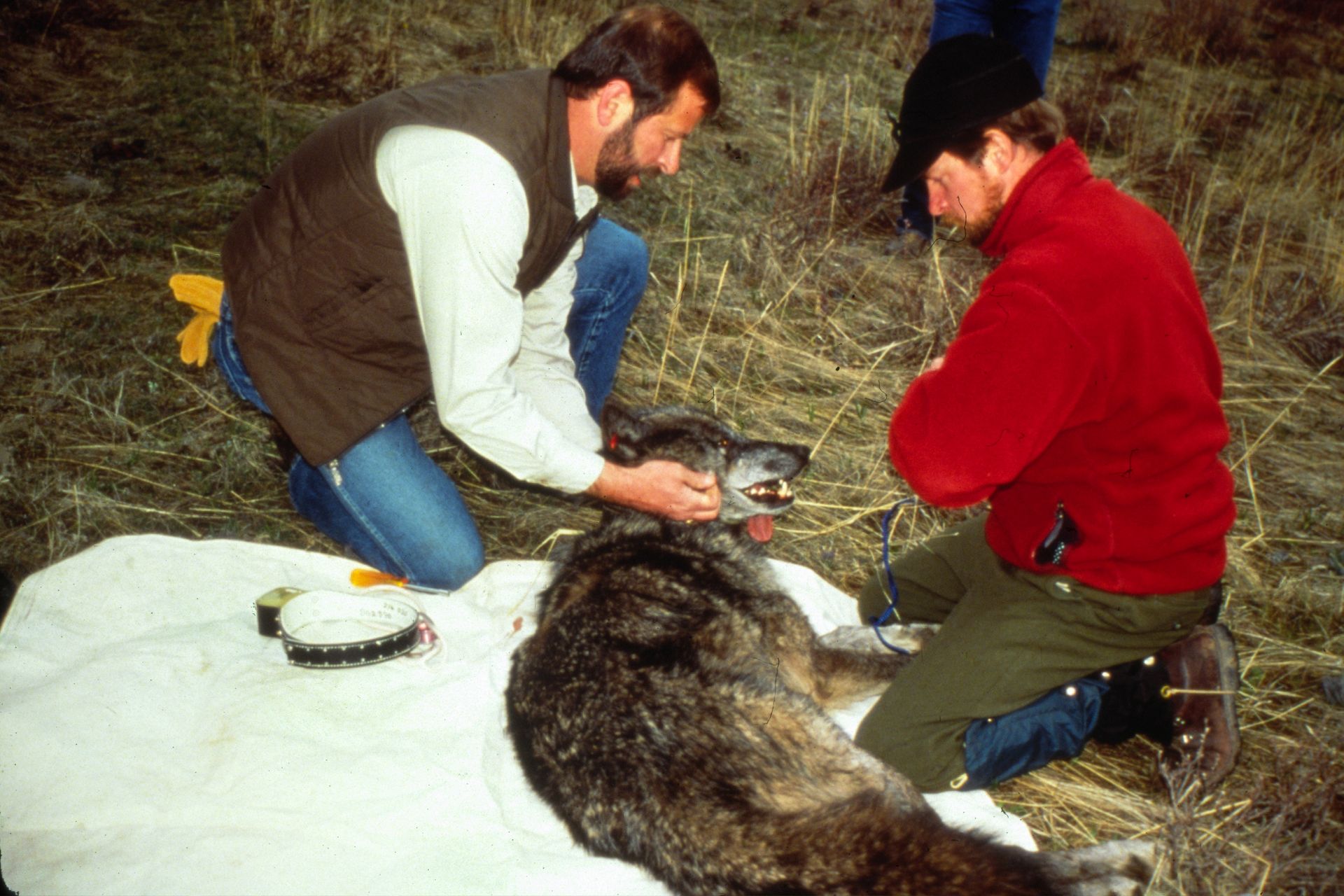 Mark Johnson, DVM | Wildlife Capture and Care Training