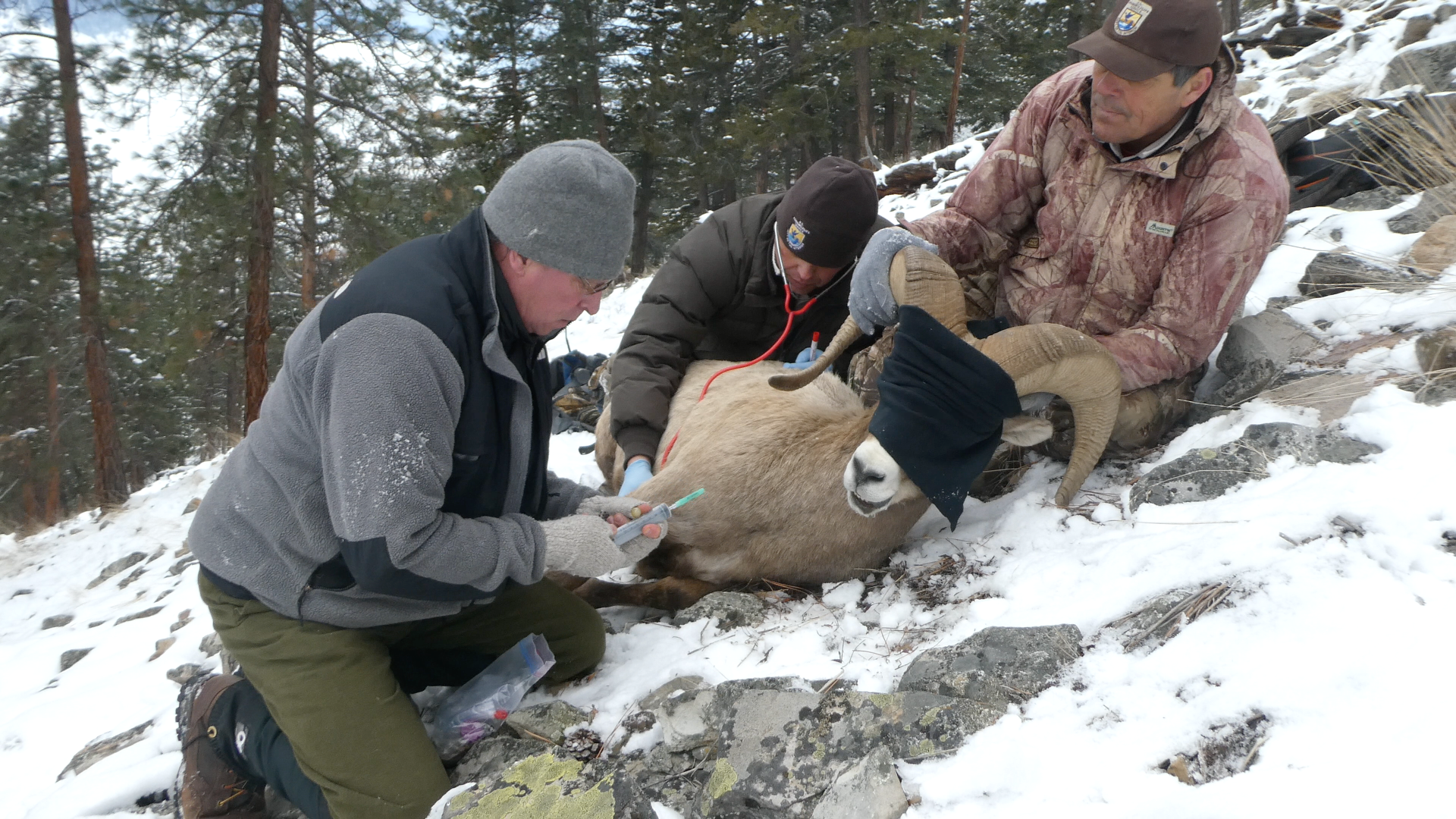 Mark Johnson, DVM | Wildlife Capture and Care Training