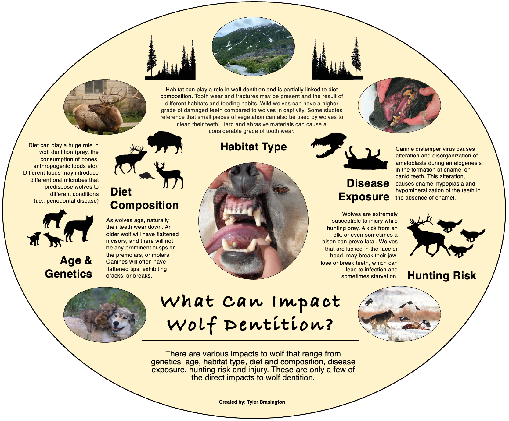 The Dynamics of Wolf Dentition (Part 2) How to use manual