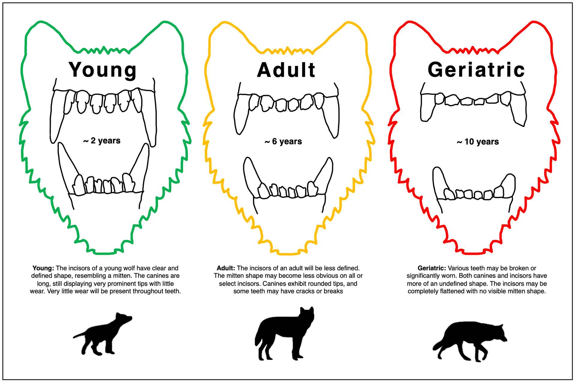 The Dynamics of Wolf Dentition (Part 2) How to use manual