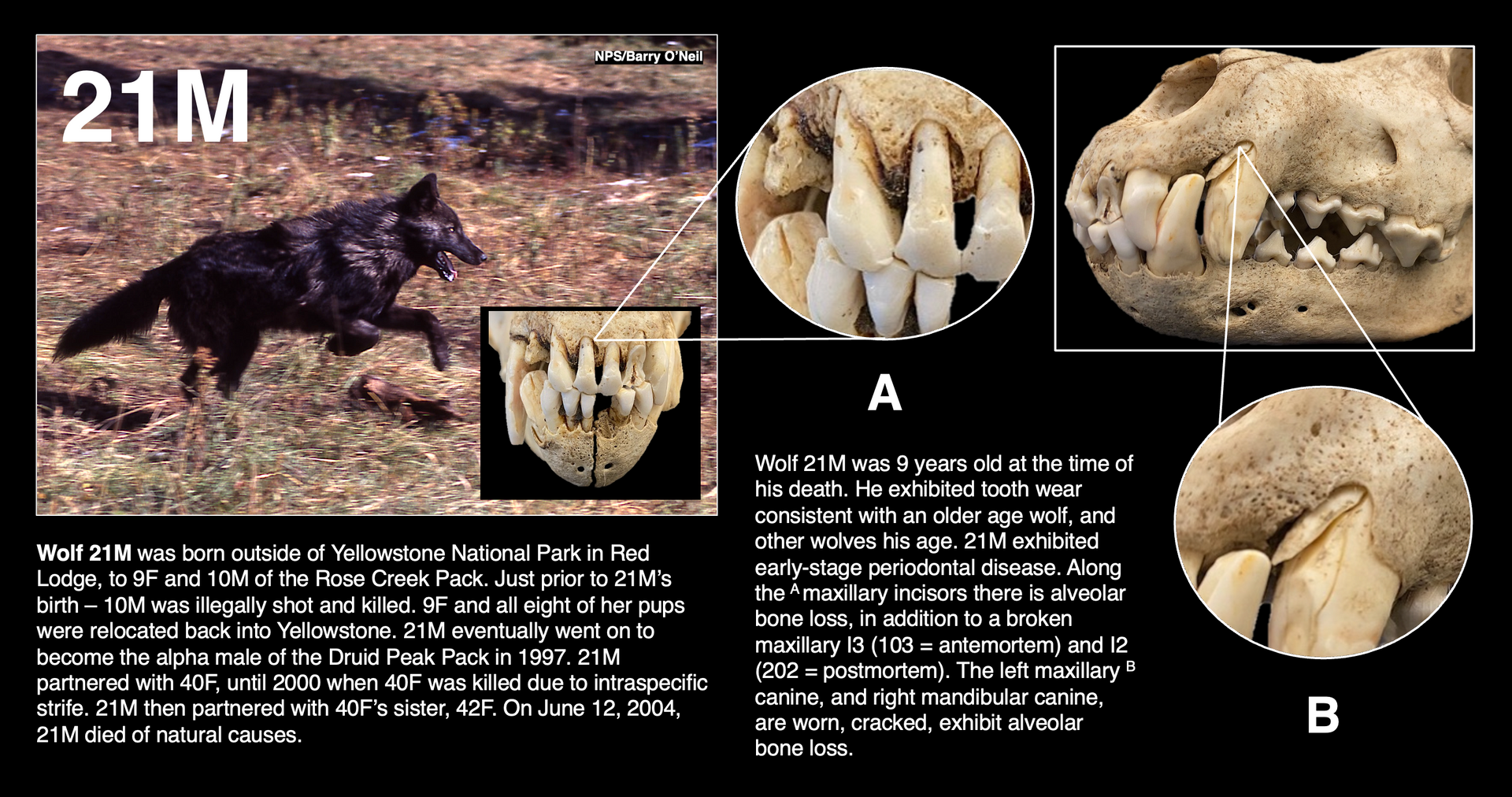 The Dynamics of Wolf Dentition (Part 1)