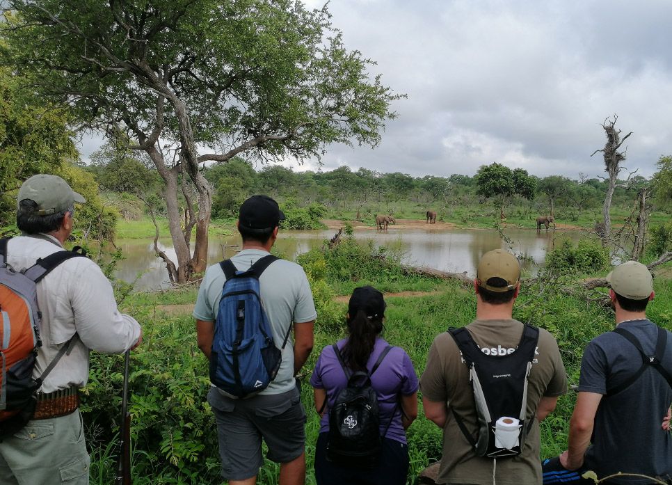 Ultimate Bush Experience: Multi-Day Safari Immersion in Kruger