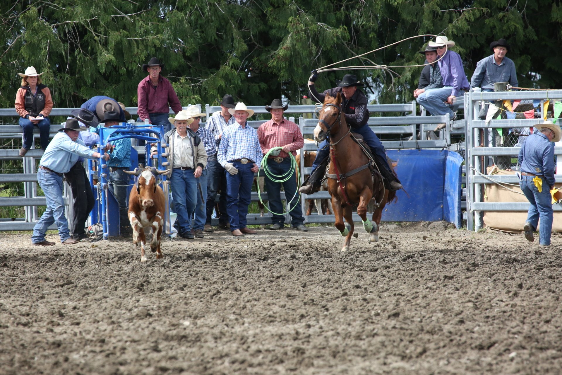 Methven Rodeo, Mid Canterbury, New Zealand