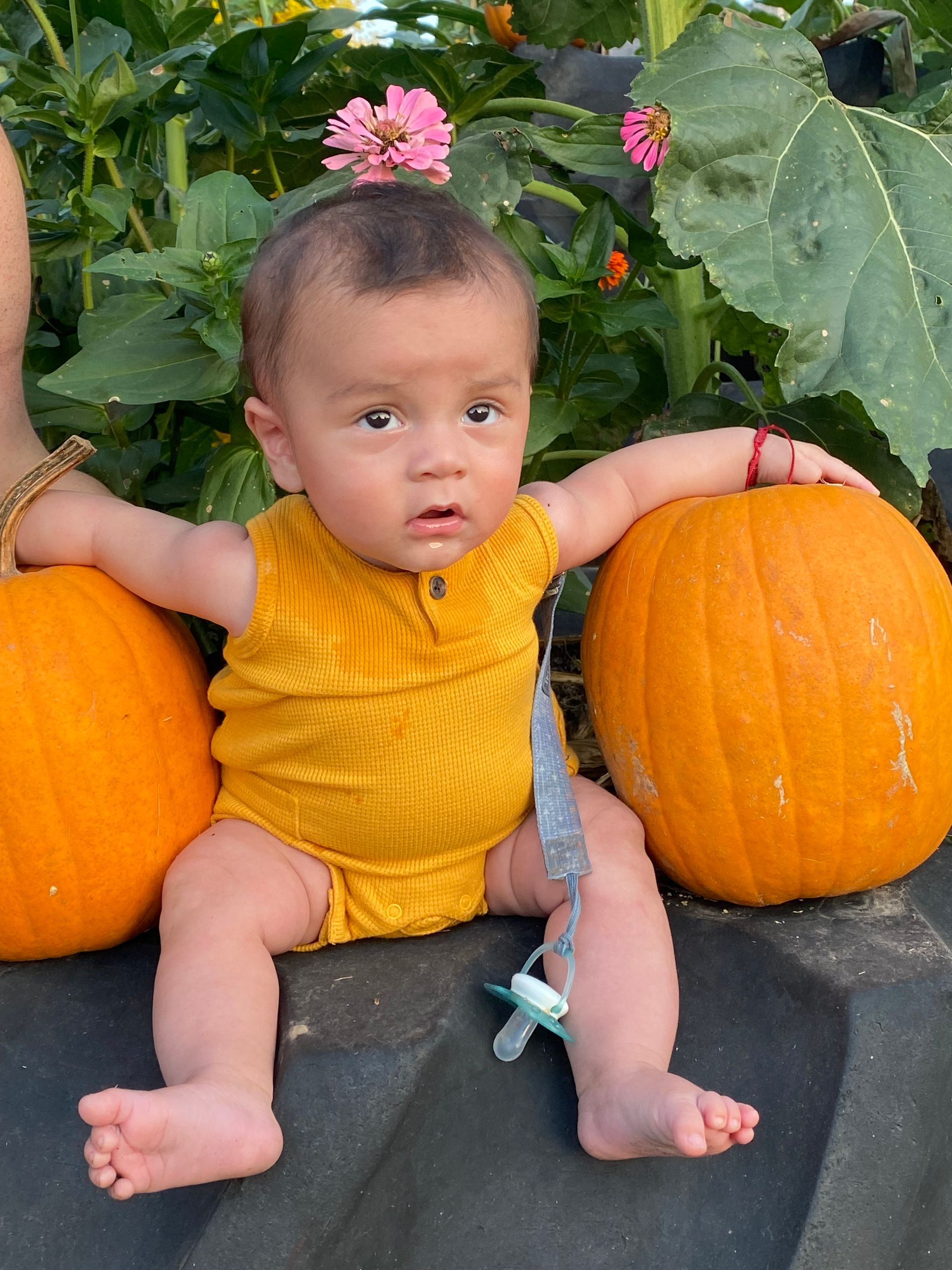 Fun Farm- Pumpkin Patch - Adventure Park