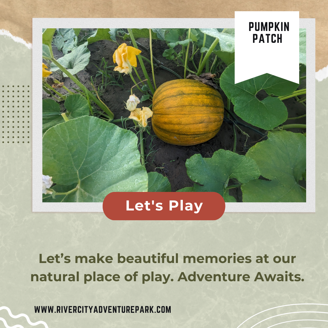Fun Farm- Pumpkin Patch - Adventure Park
