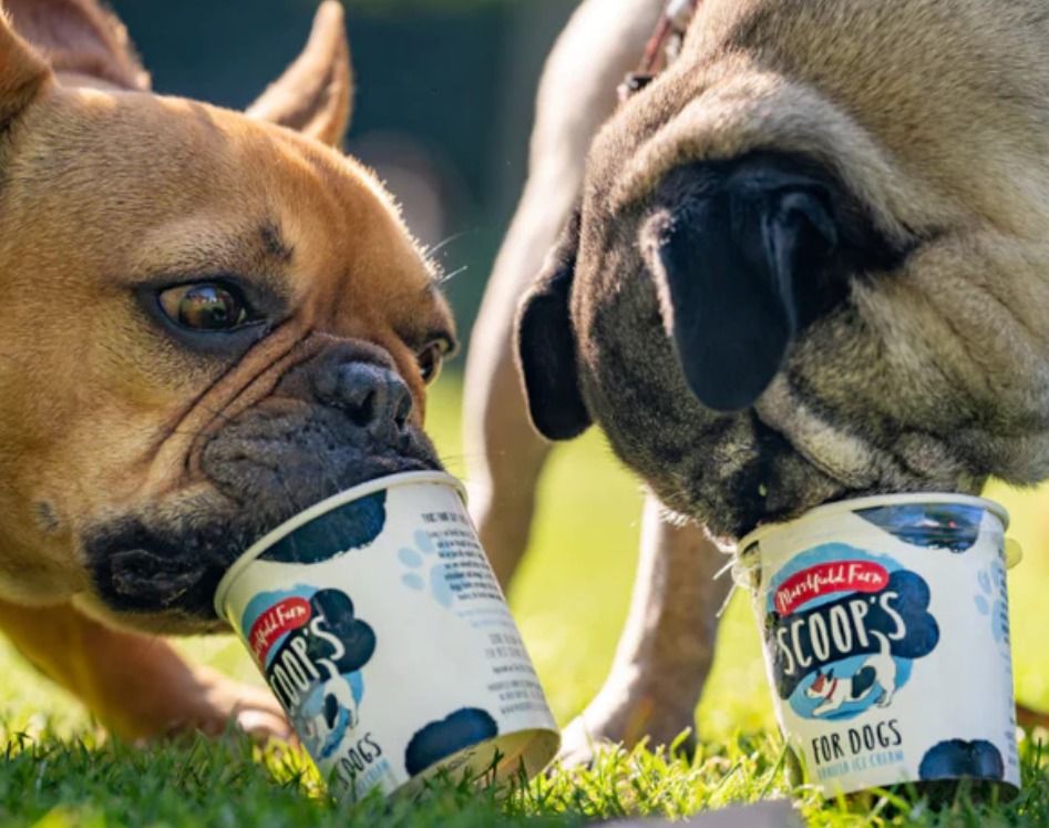 Pakenham Windmill Country Store - Ice Cream for Dogs near Bury St Edmunds